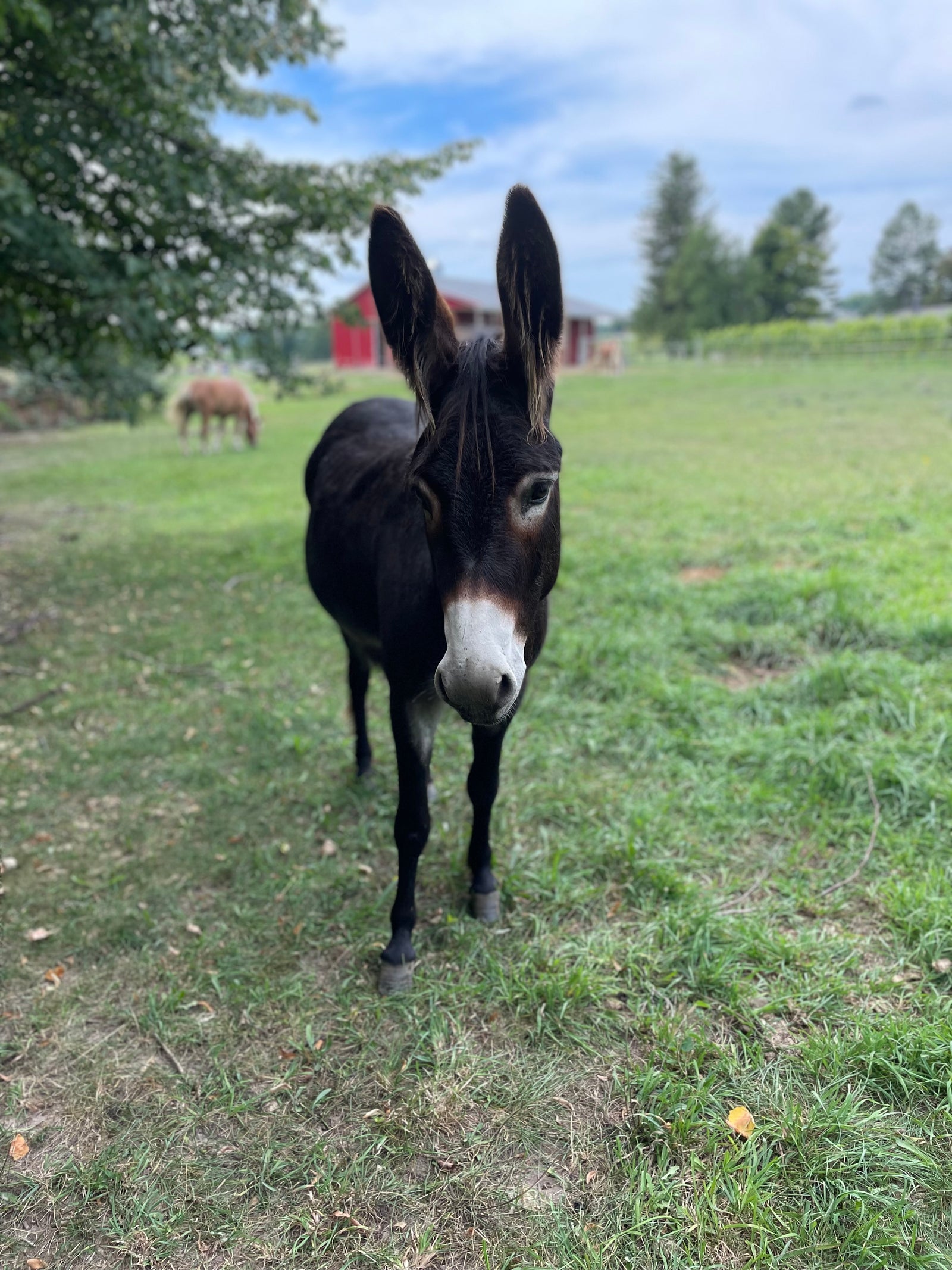 TC Spirit Donkeys – Donkey Provisions