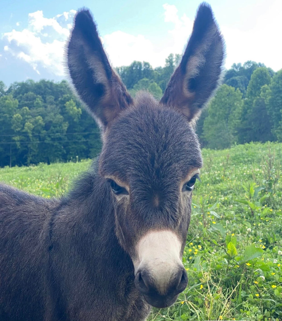 TC Spirit Donkeys – Donkey Provisions