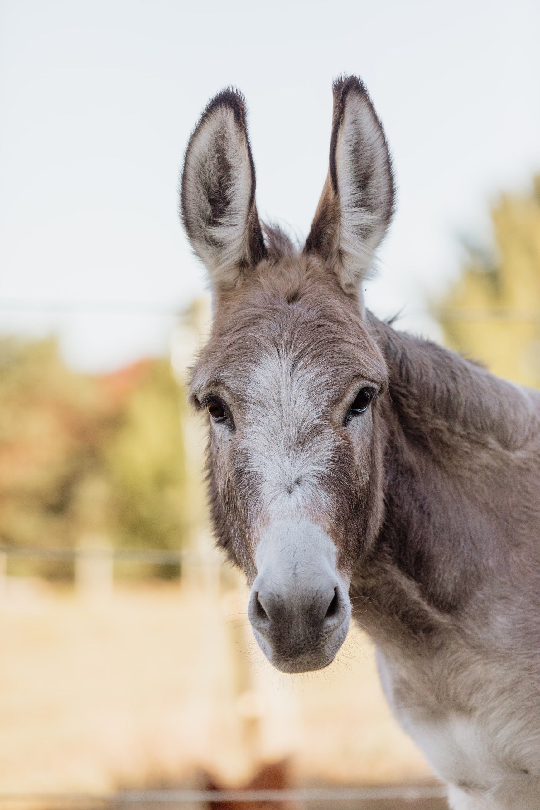TC Spirit Donkeys – Donkey Provisions